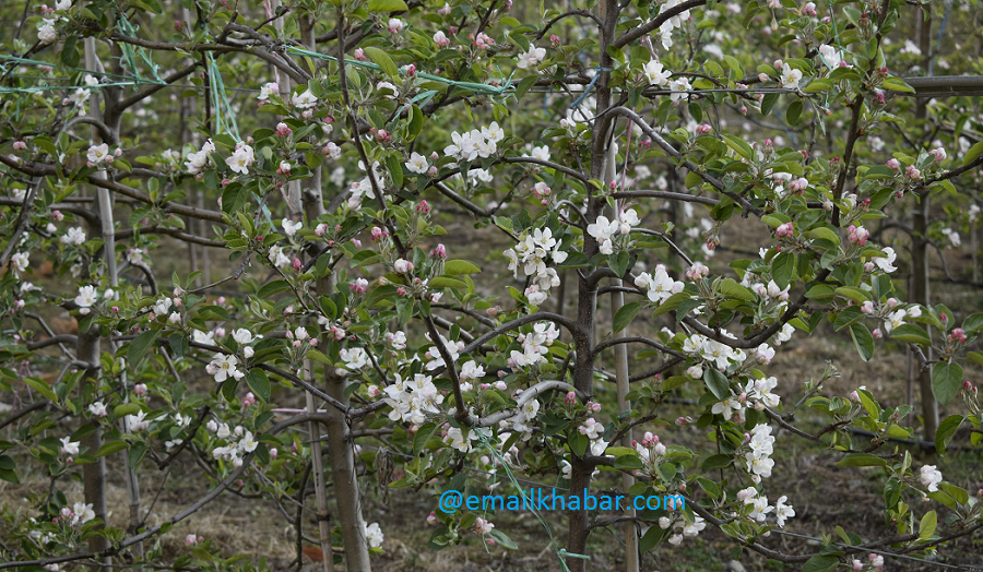 स्याउ फुलेको छ – मनाङको भ्राताङमा रहेको स्याउ फार्म । आधुनिक तरिका ...